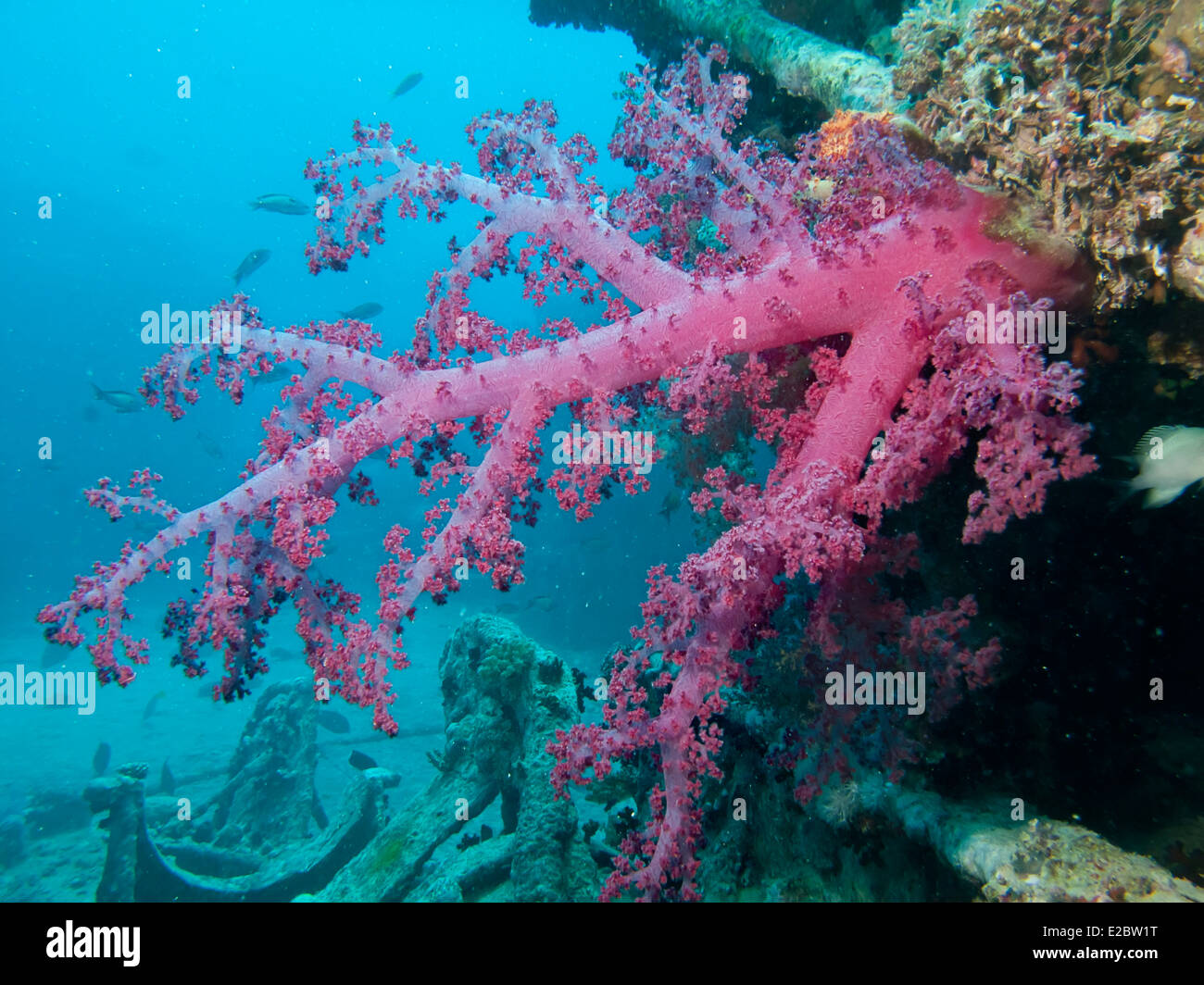 Leather coral polyps hi-res stock photography and images - Alamy