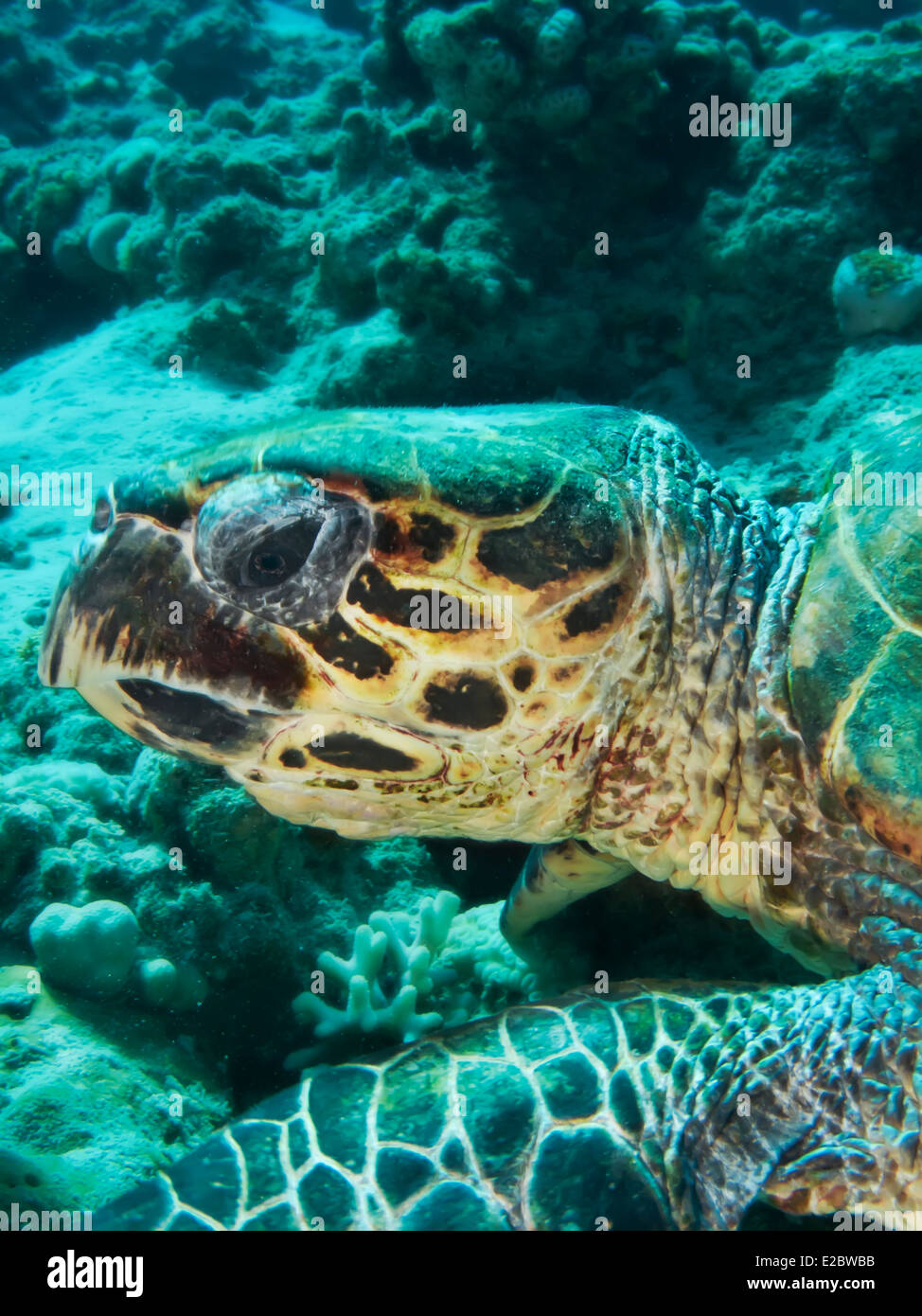 Hawksbill sea turtle feeding underwater hi-res stock photography and ...