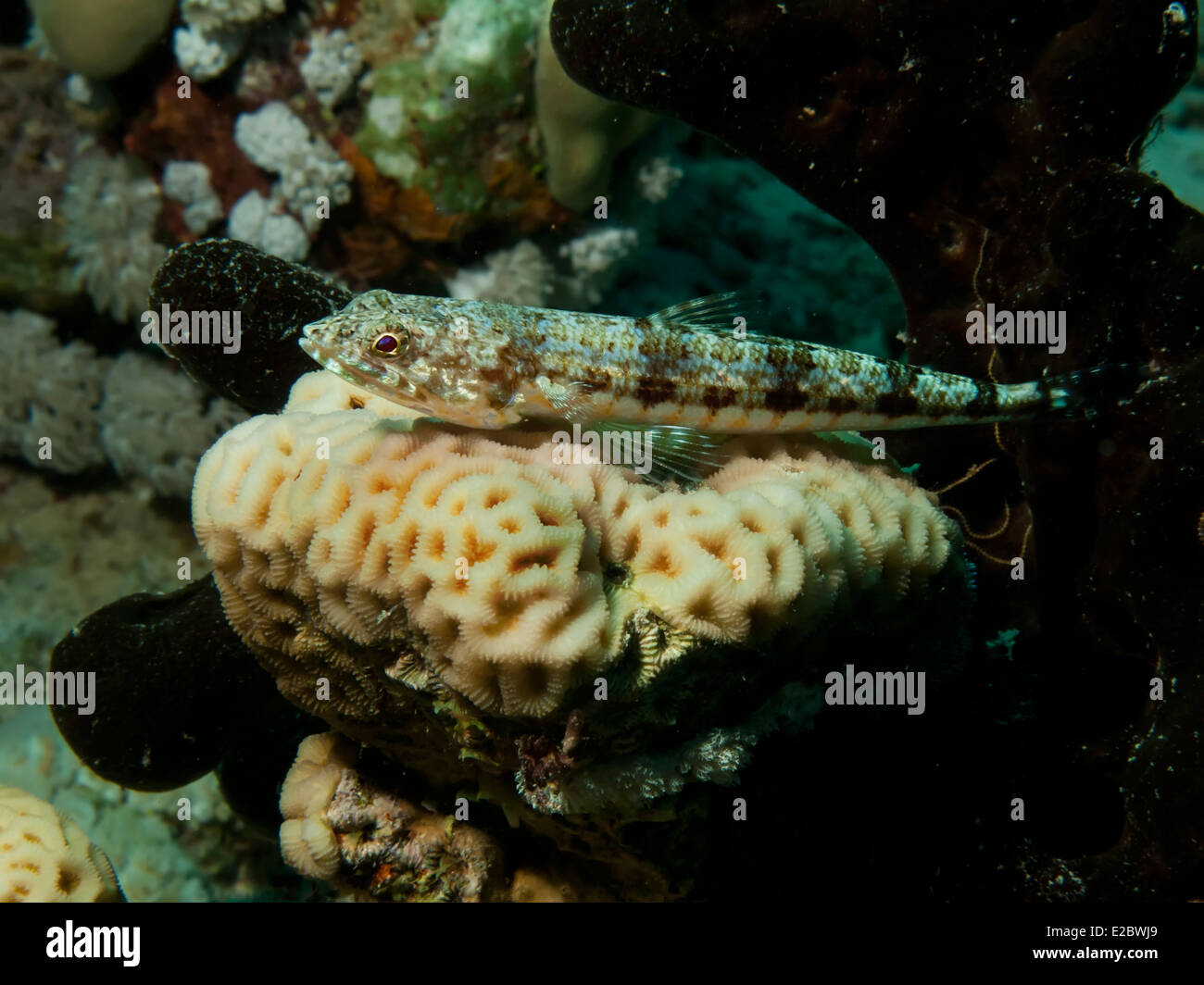Common lizardfish hi-res stock photography and images - Alamy