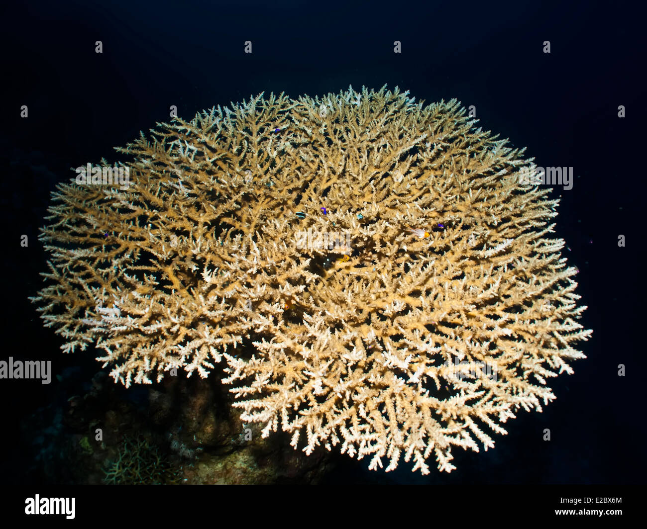 Table coral (Acropora Pharaonis Stock Photo - Alamy