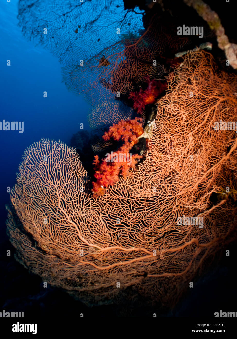 Sea fan coral Stock Photo - Alamy
