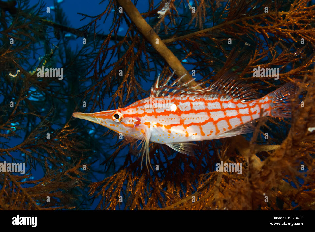 Longnose Hawkfish - Oxycirrhites typus Stock Photo - Alamy
