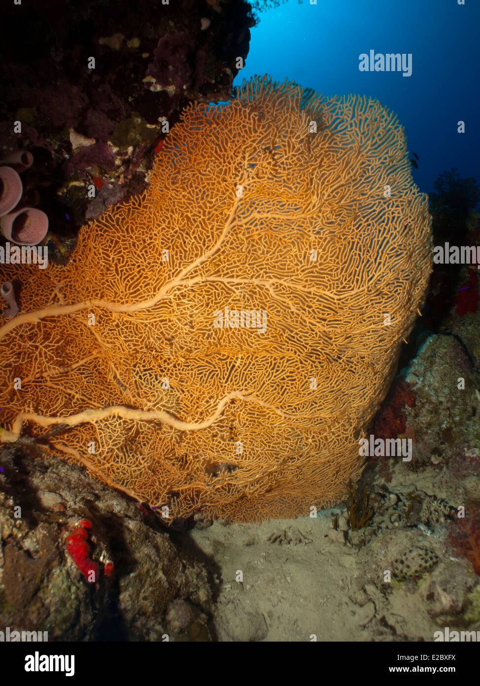 Sea fan coral Stock Photo - Alamy