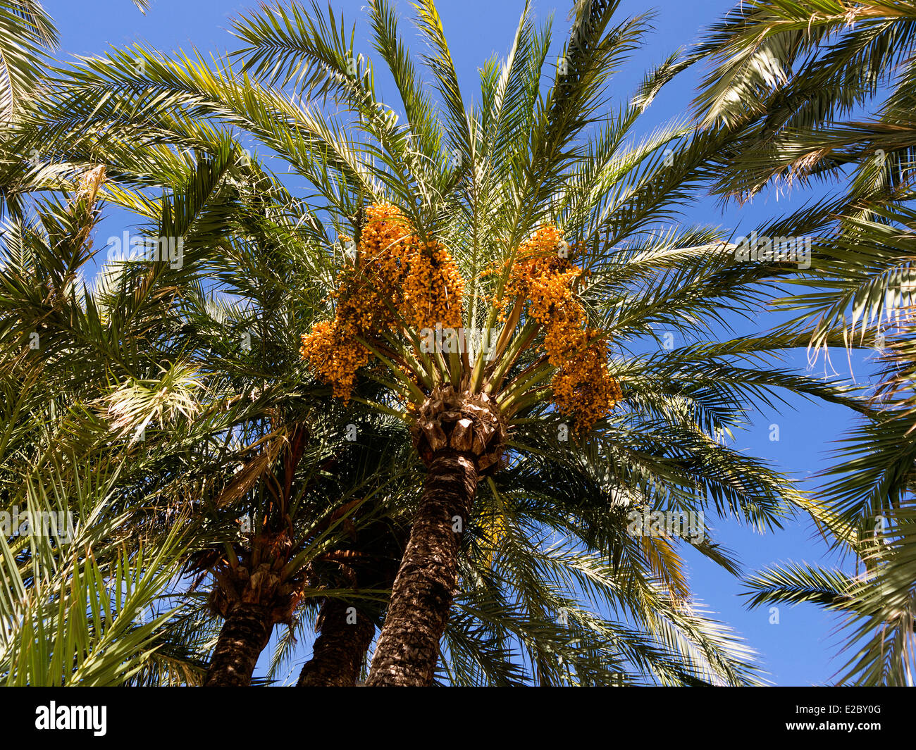 Trimming the Date Palm Trees in Benidorm Costa Blanca Spain Europe ...