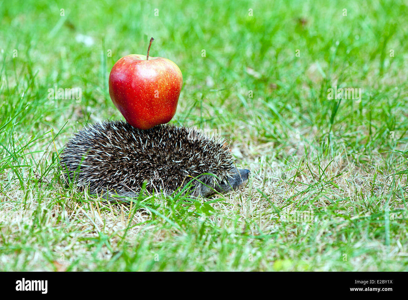 Hedgehog apple on grass hi-res stock photography and images - Alamy