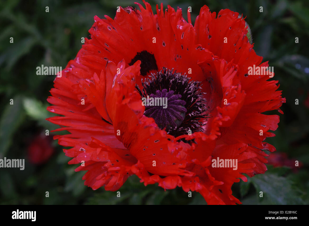 Red Poppy Flower Stock Photo - Alamy