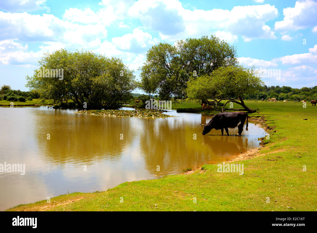 Cow standing in pond hi-res stock photography and images - Alamy