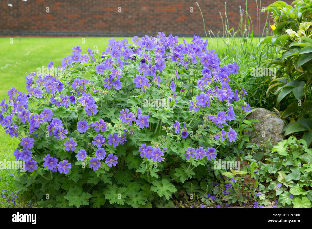 Geranium sp. Blue flowers Stock Photo - Alamy