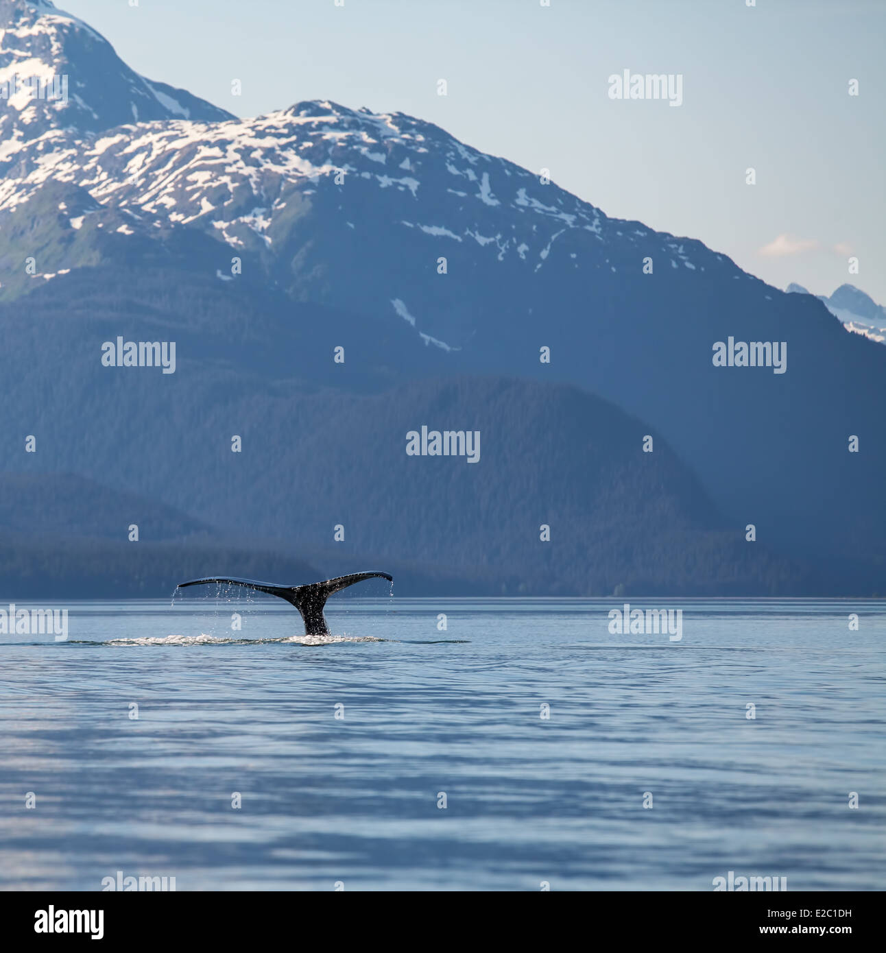 Humpback whale tail in Southeast Alaska with mountains in the ...