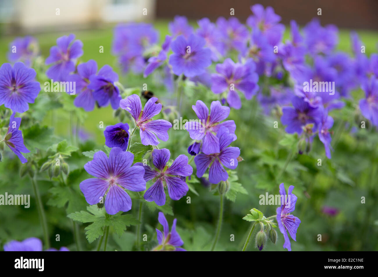 blue Geranium flowers Stock Photo - Alamy