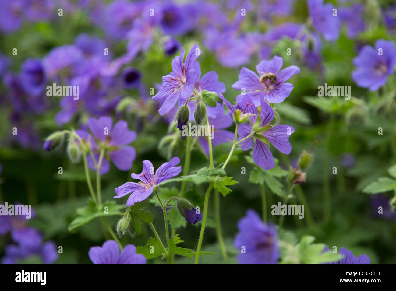 blue Geranium flowers Stock Photo - Alamy
