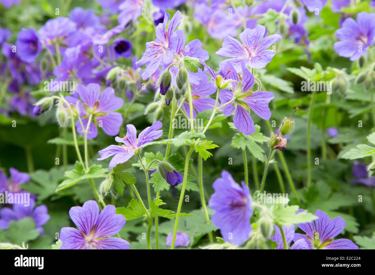 blue Geranium flowers Stock Photo - Alamy