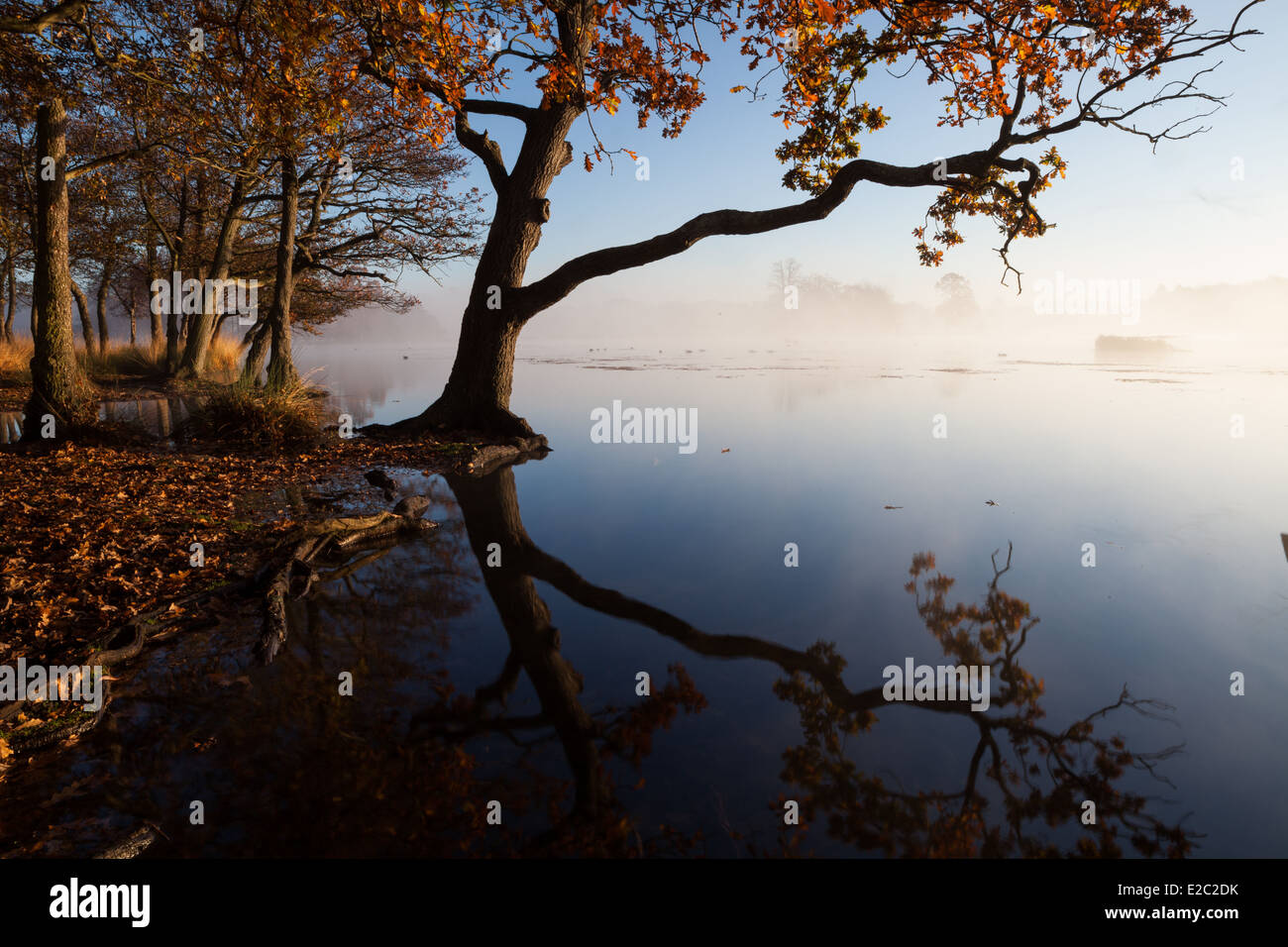 Clam hi-res stock photography and images - Alamy