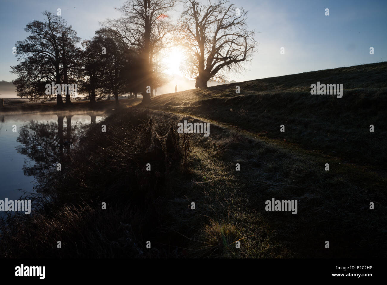 Dog out early morning hi-res stock photography and images - Alamy