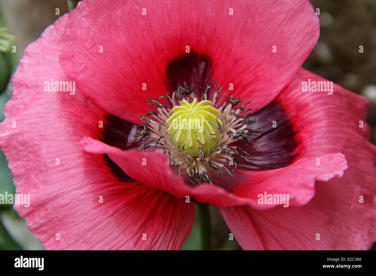 Opium poppy growing in England Stock Photo - Alamy