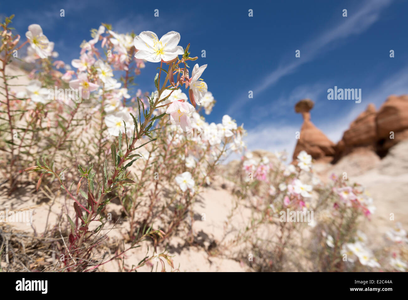 Utah desert flowers hi-res stock photography and images - Alamy