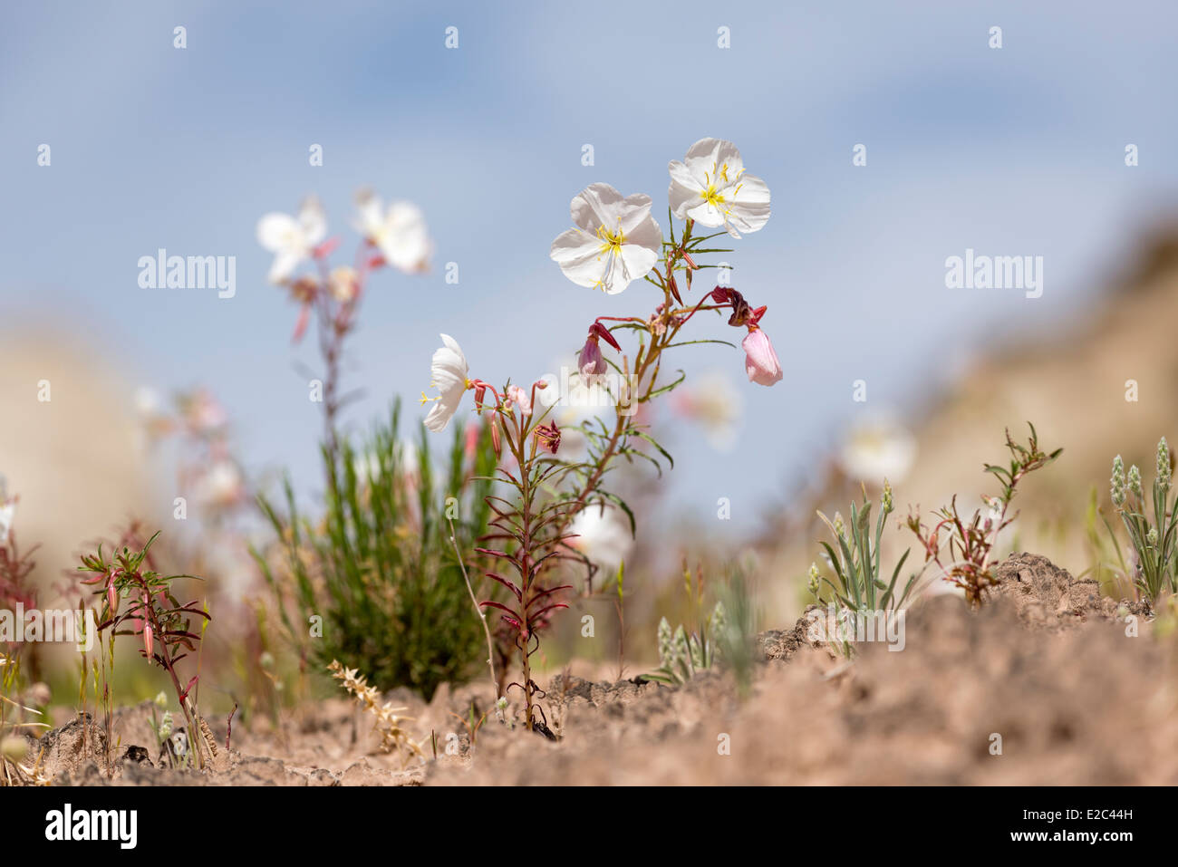 Primrose in bloom in the desert of Southern Utah Stock Photo - Alamy