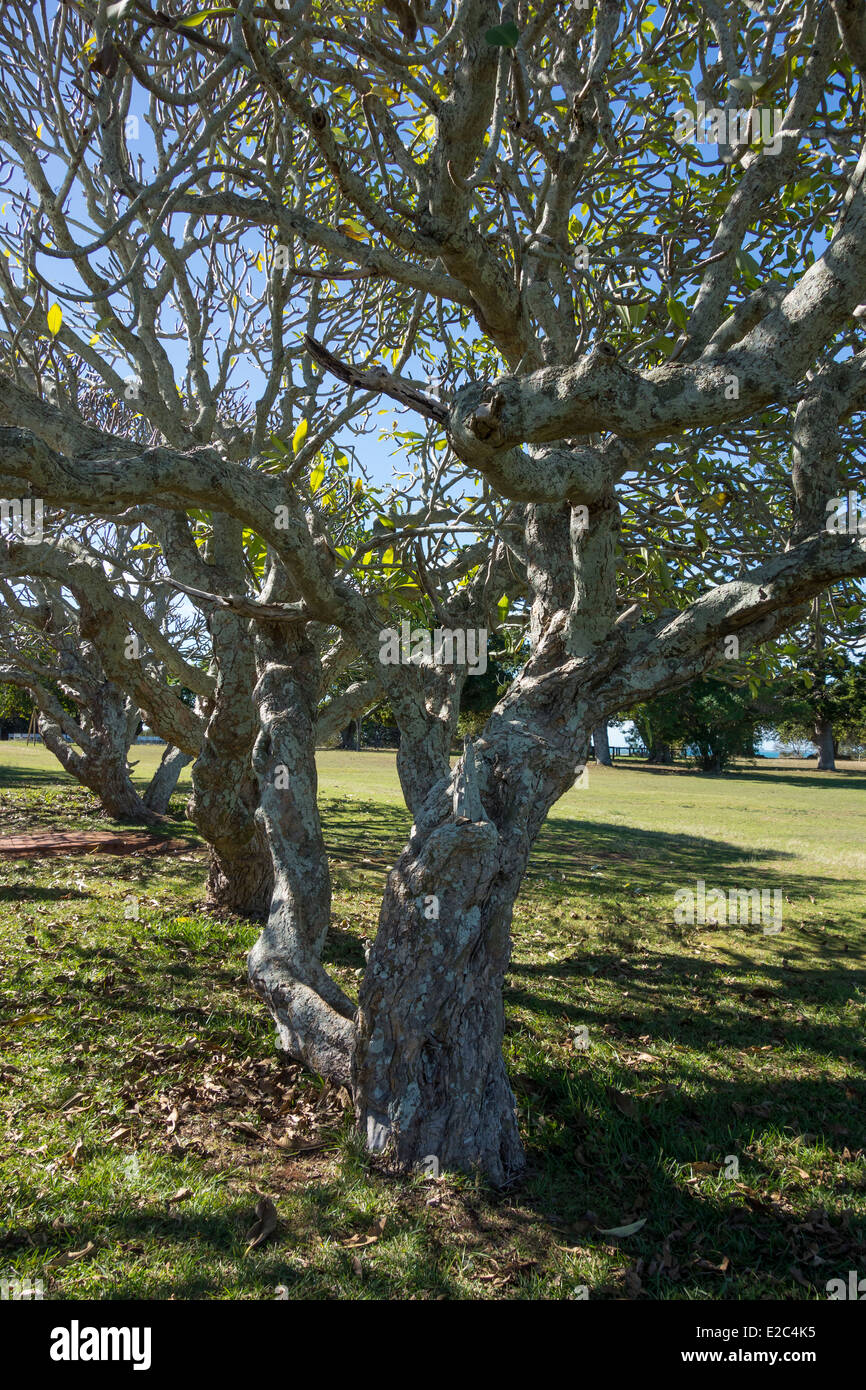 Old Frangipani (Plumeria) trees on St Helena Island in Morton Bay ...
