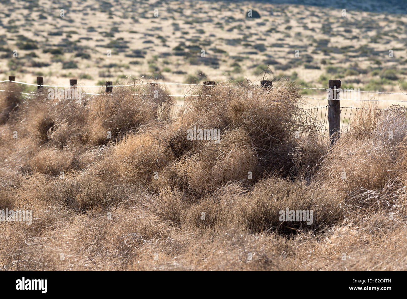 Russian thistle, also known as tumbleweed, blown against a fence on the ...