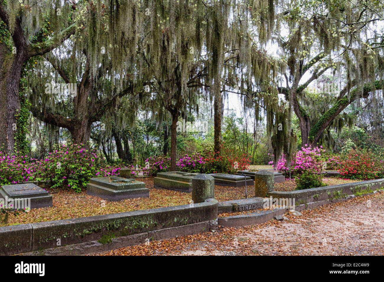 Bonaventure cemetery with azaleas blooming hi-res stock photography and ...