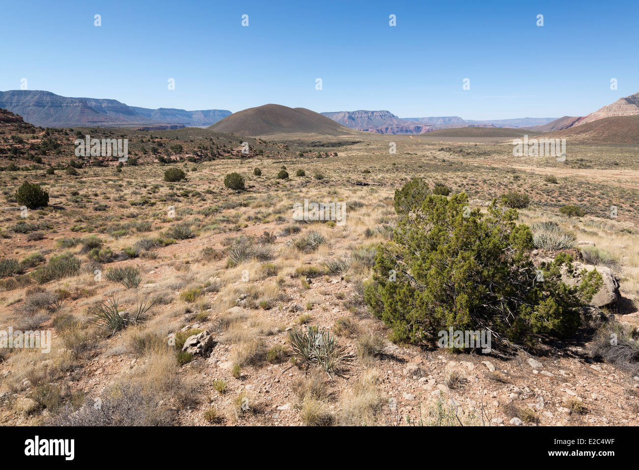 Juniper tree arizona hi-res stock photography and images - Alamy
