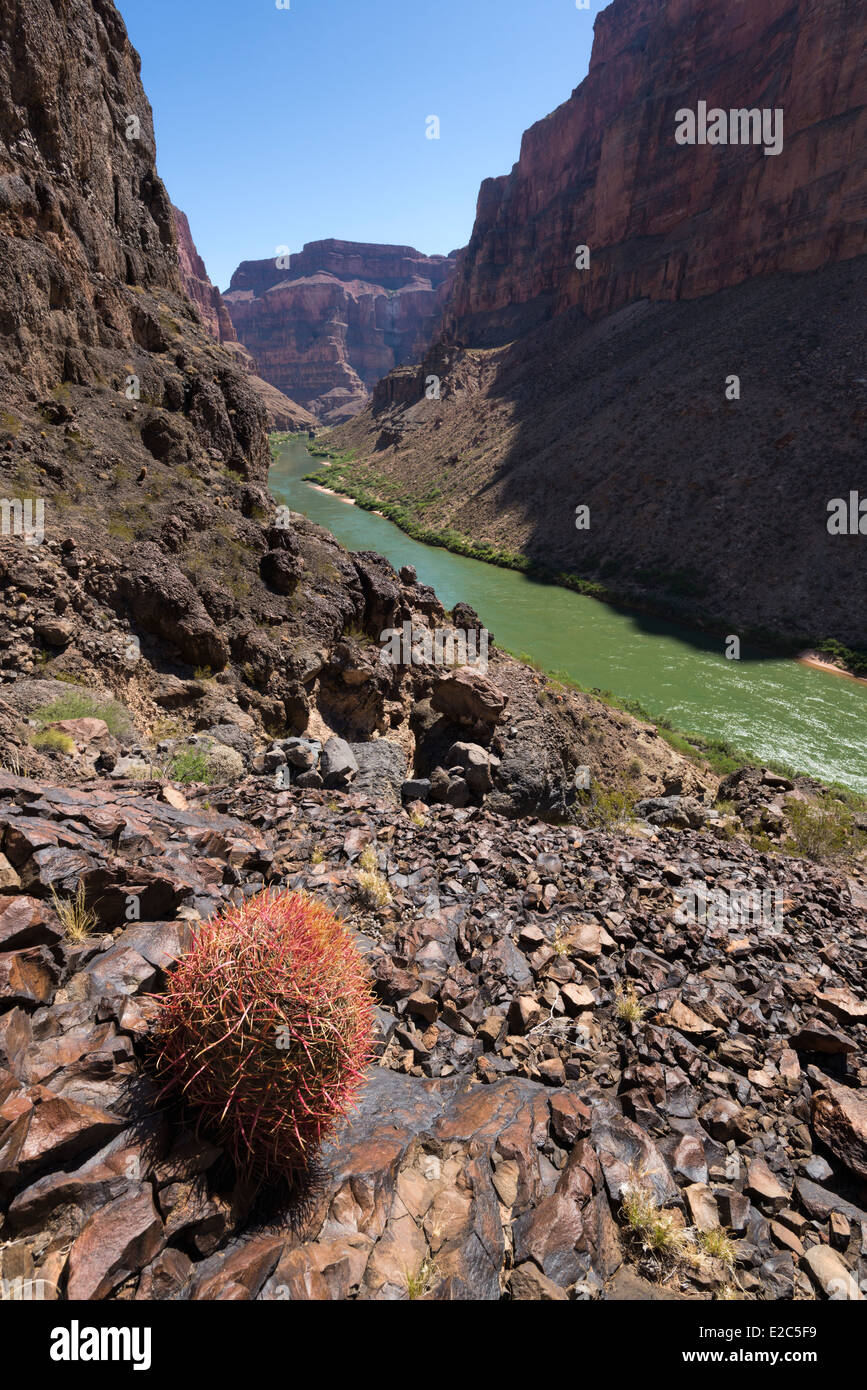 Barrel cactus and the Colorado River in the Grand Canyon, Arizona Stock ...