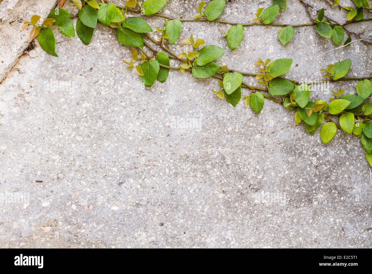 Tabby Wall Textured Background with a Green Leaf Vine Stock Photo - Alamy