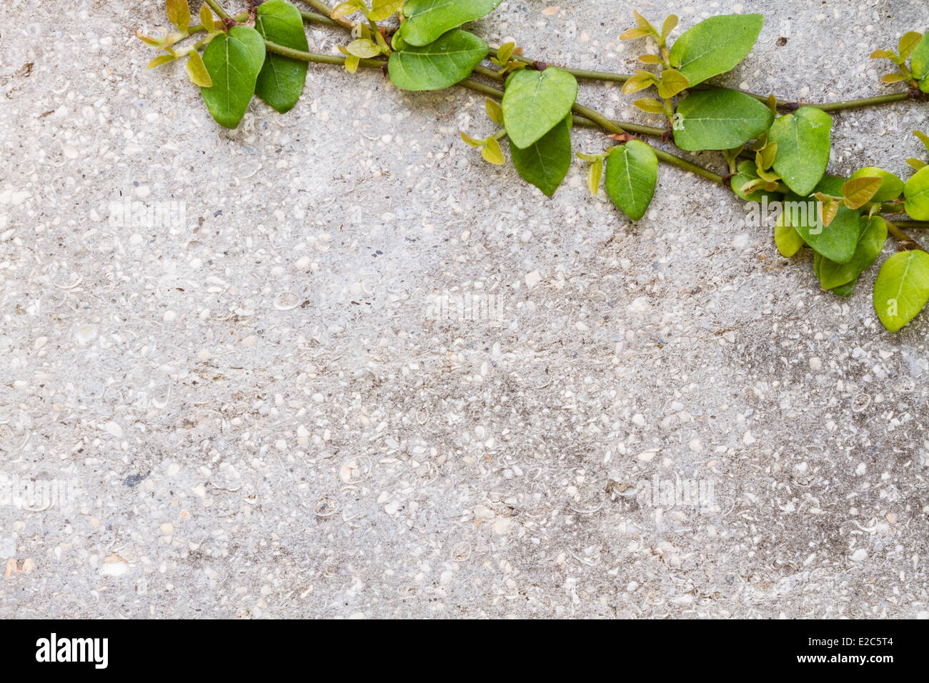 Tabby Wall Textured Background with a Green Leaf Vine Stock Photo - Alamy