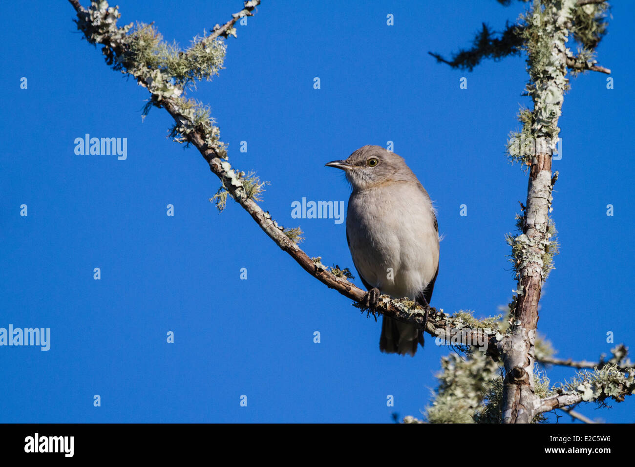Northeast mockingbird hi-res stock photography and images - Alamy