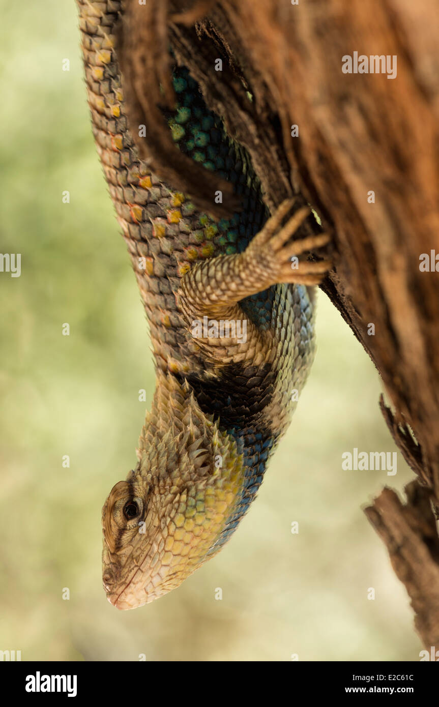 Desert spiny lizard hanging from a tree in the Grand Canyon, Arizona ...