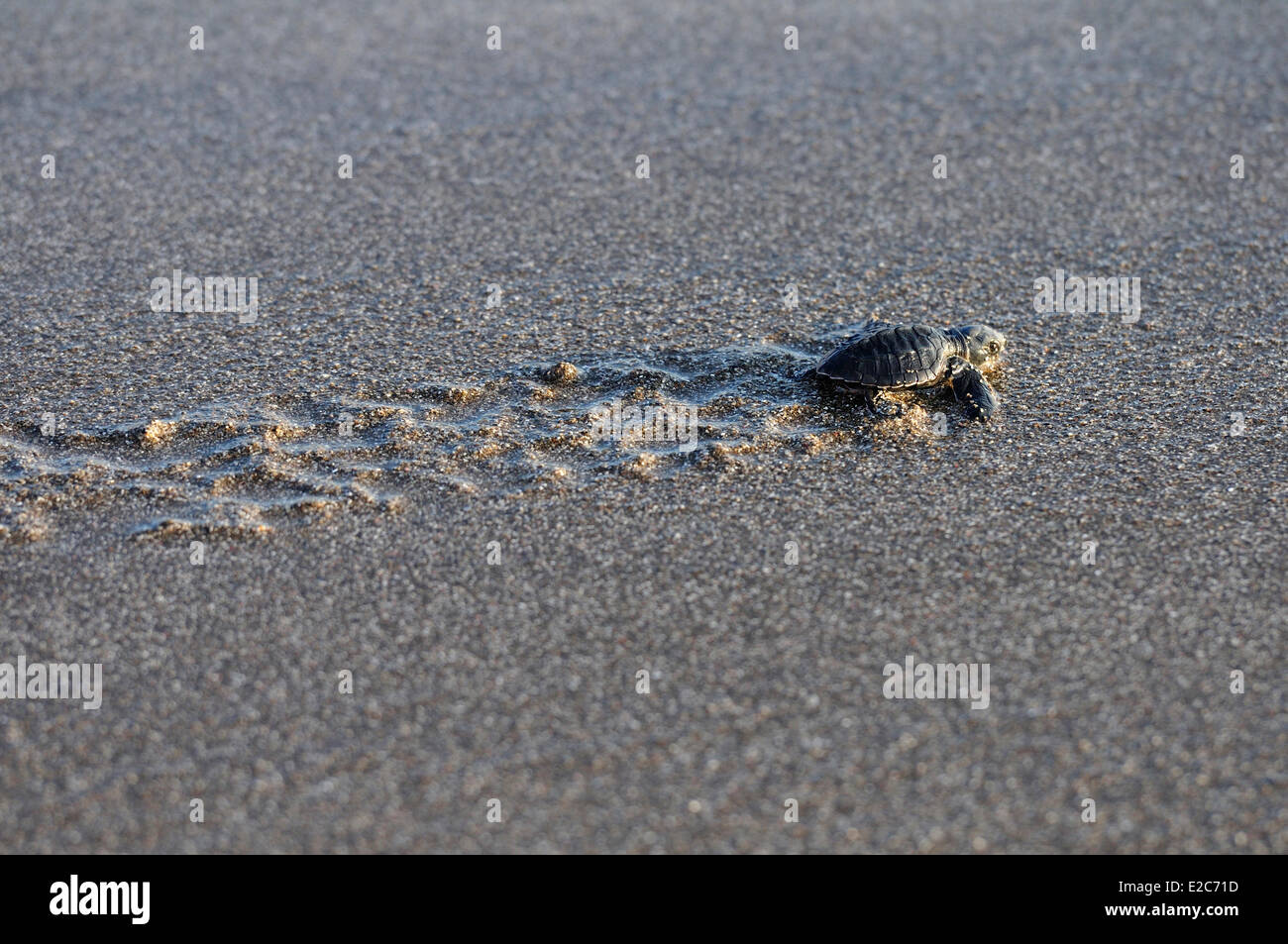 Baby Sea Turtles High Resolution Stock Photography and Images - Alamy