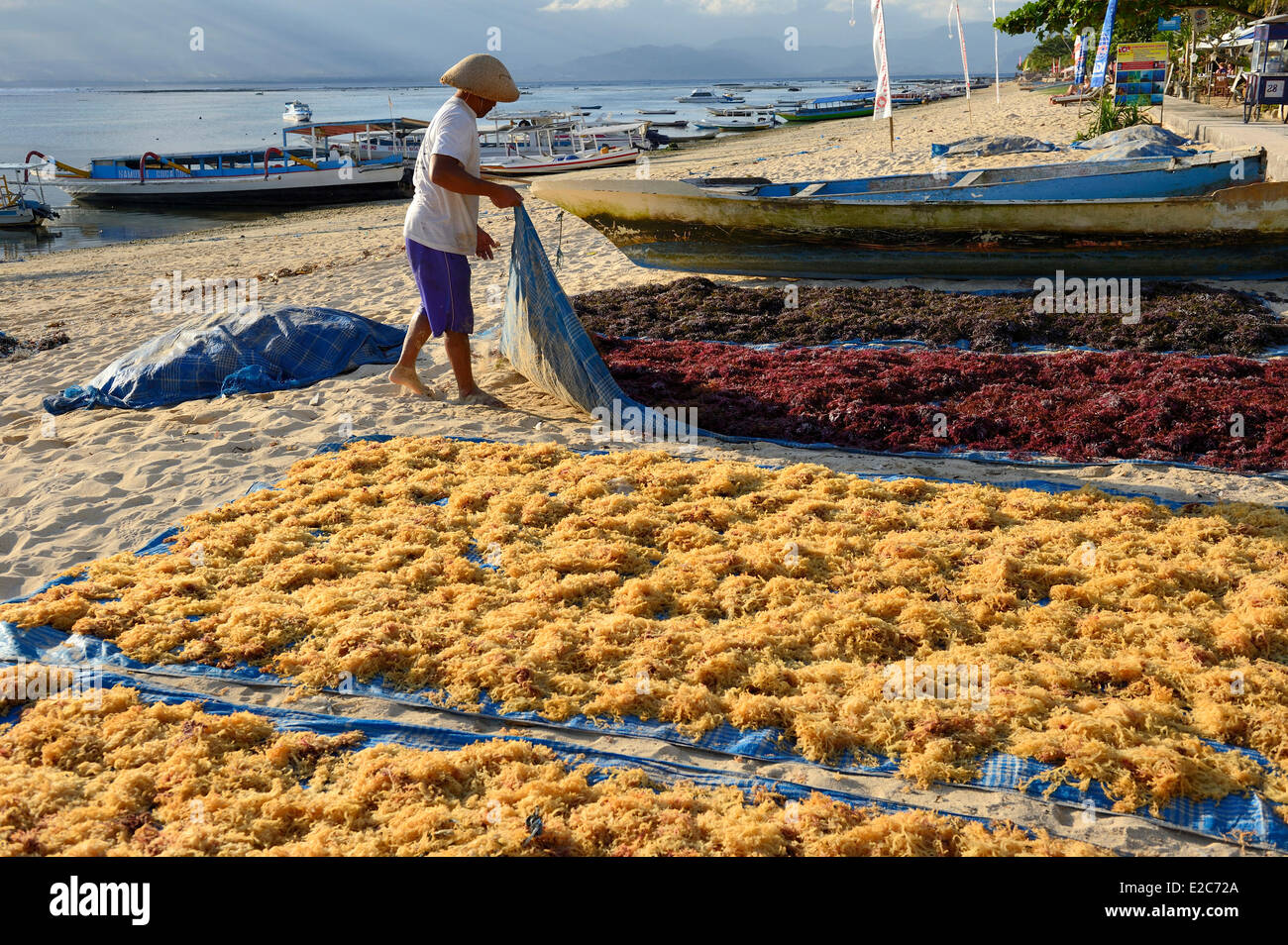 Indonesia, Bali, Nusa Lembongan Island, the islanders live on seaweed ...