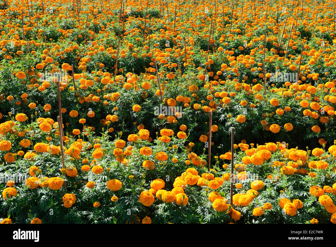 Indonesia, Bali, cultivation of French marigold in the centre of the ...