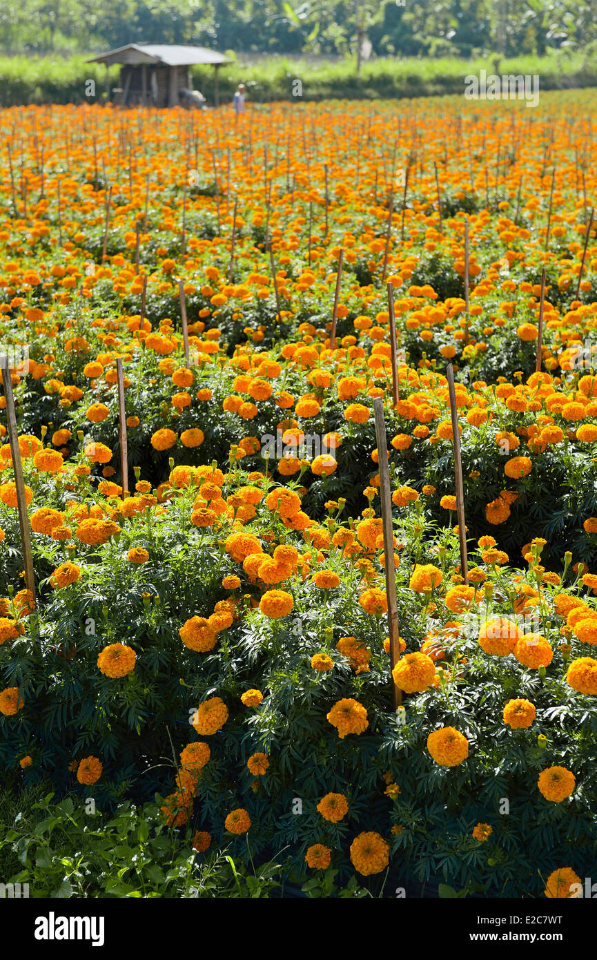 Marigold island hi-res stock photography and images - Alamy
