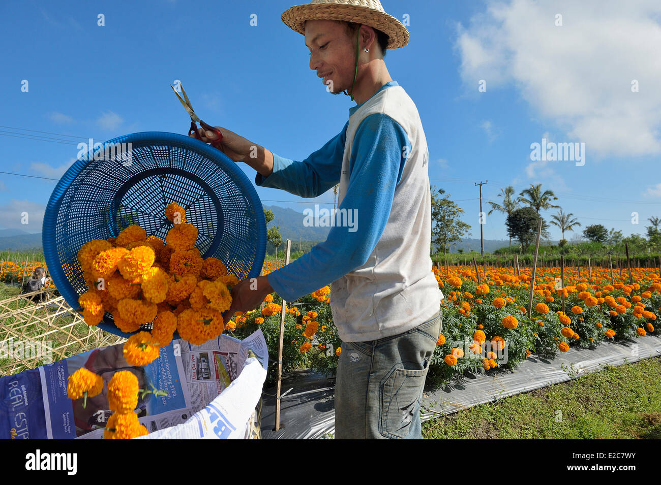 Indonesia, Bali, cultivation of French marigold in the centre of the ...