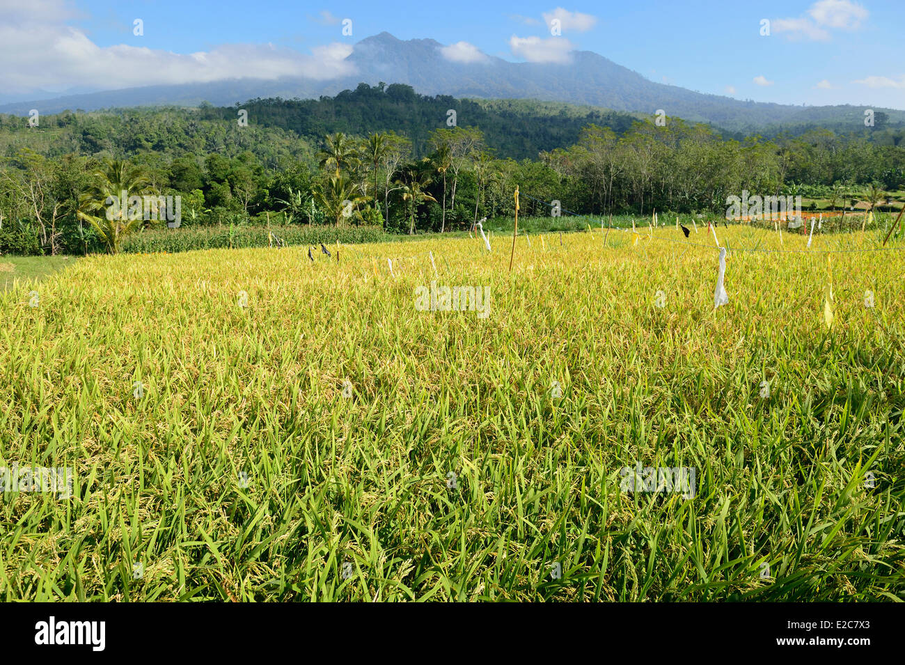 Indonesia, Bali, rice fields in the centre of the island Stock Photo ...