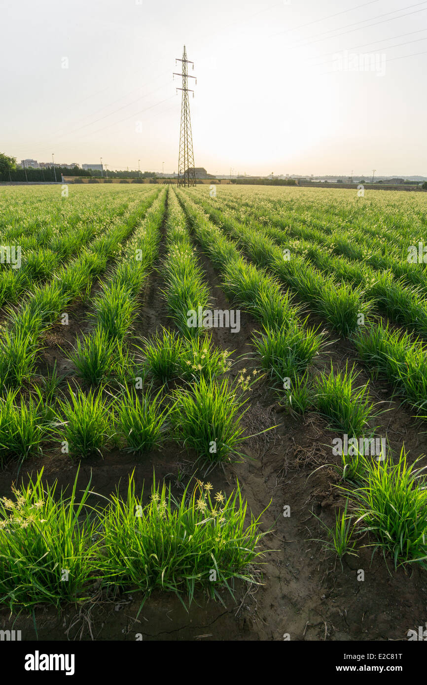 Tiger nut plant hi-res stock photography and images - Alamy