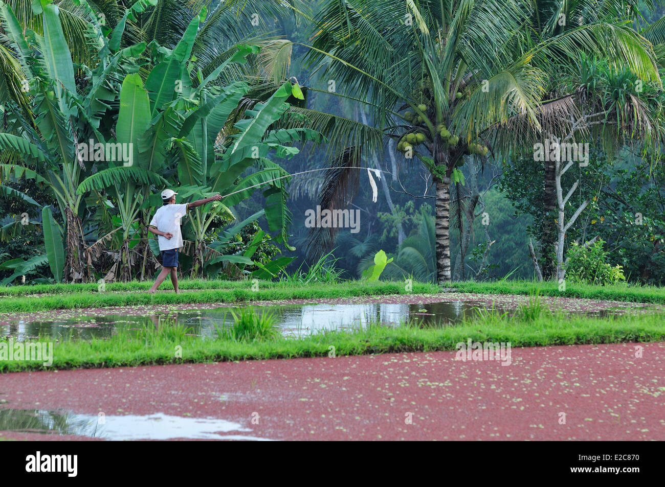 Indonesia, Bali, Ubud, the surroundings of Ubud Stock Photo - Alamy