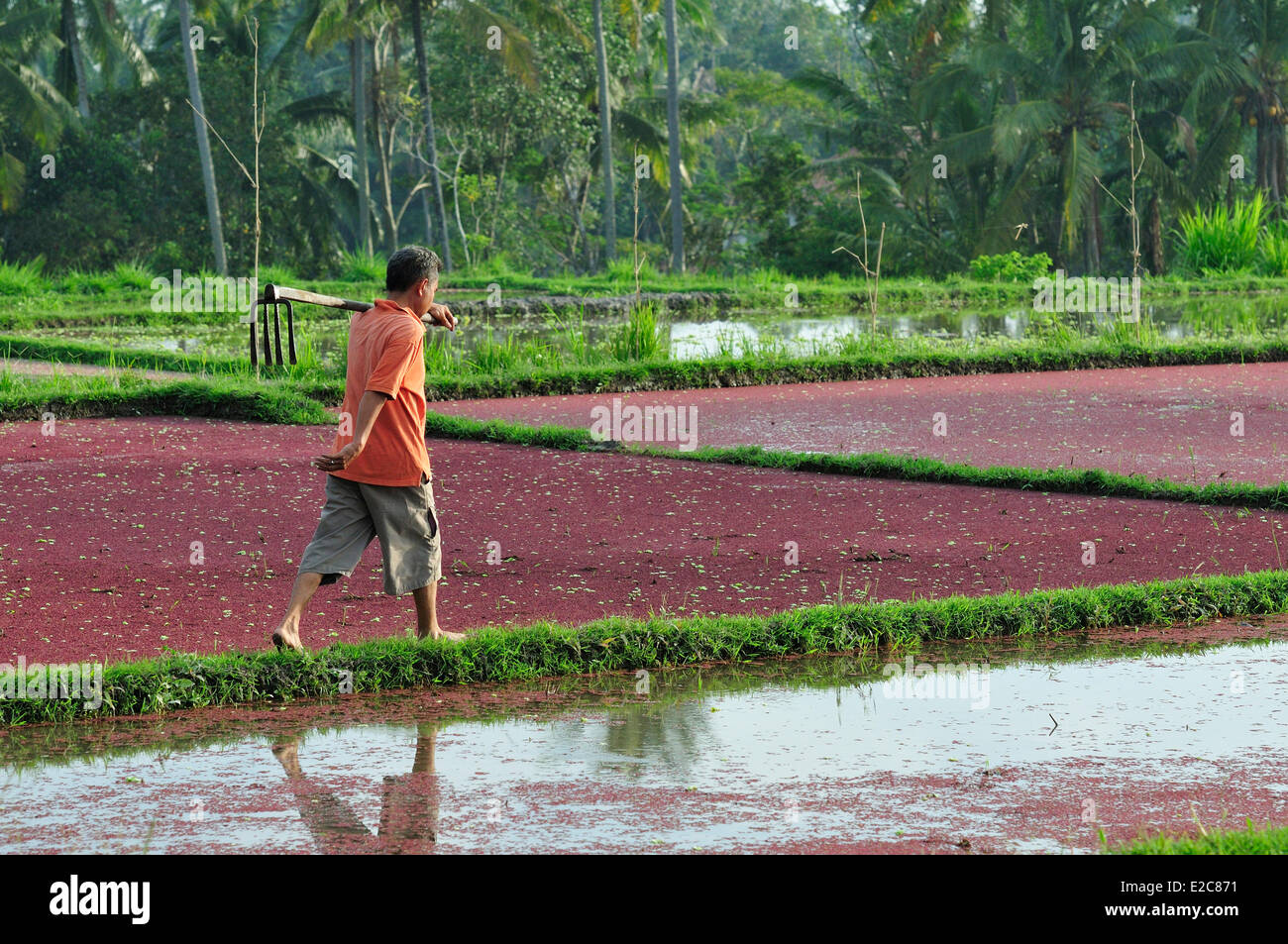 Indonesia, Bali, Ubud, the surroundings of Ubud Stock Photo - Alamy