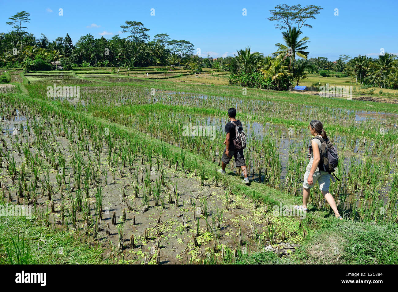 Indonesia, Bali, Ubud, hiking in the countryside Stock Photo - Alamy