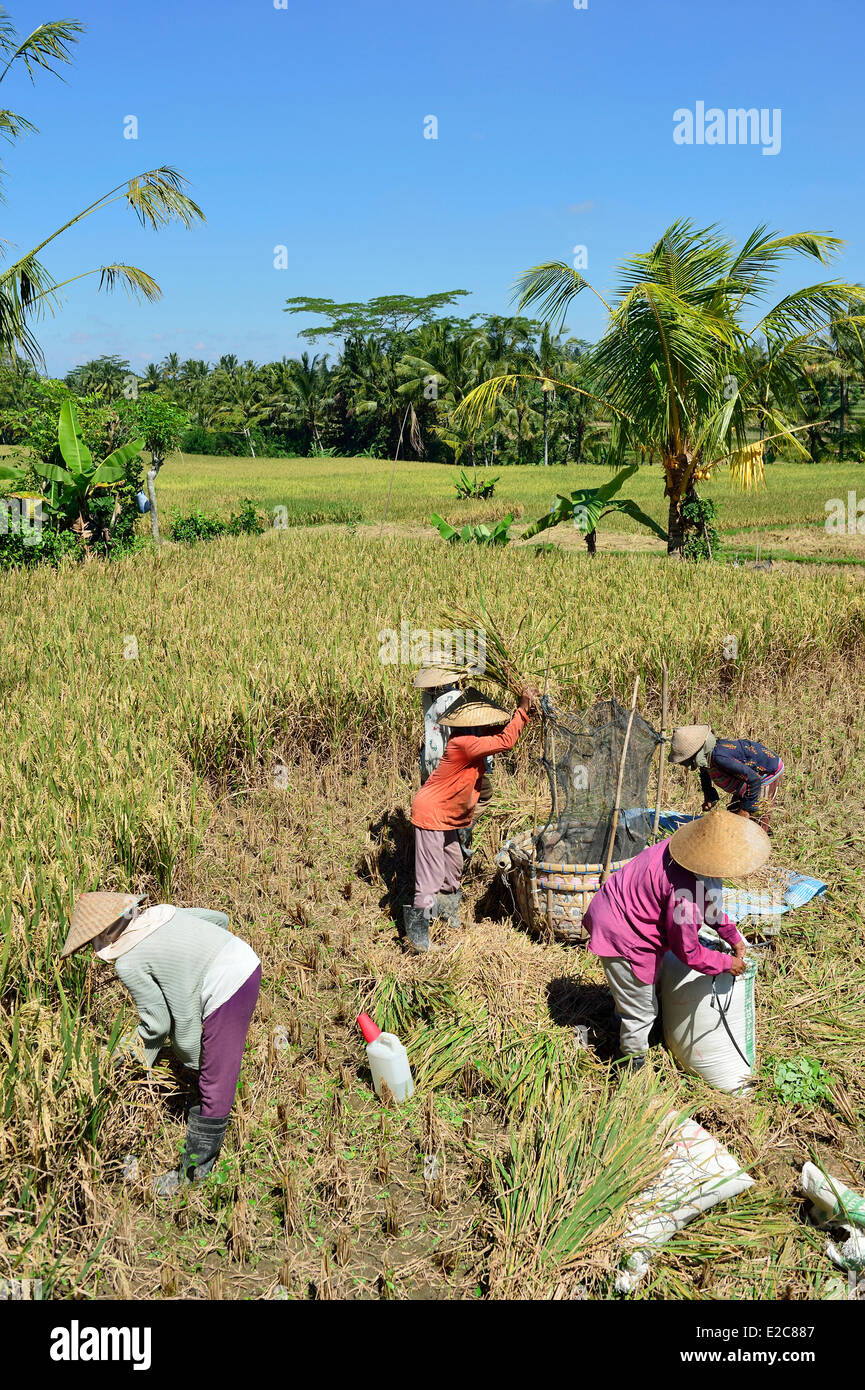 Indonesia, Bali, Ubud, work in the ricefields Stock Photo - Alamy