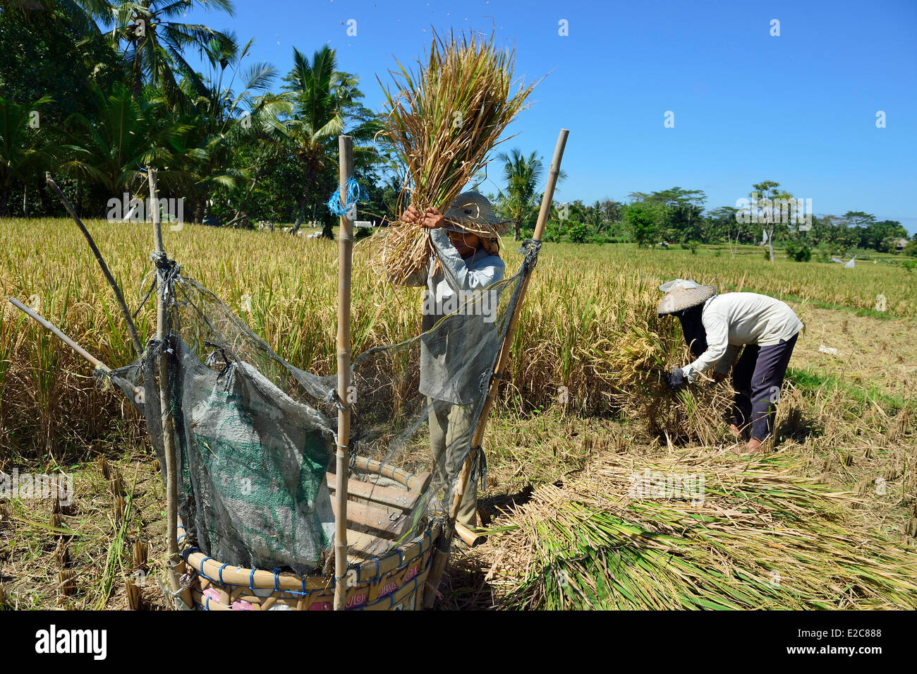 Work in bali hi-res stock photography and images - Alamy