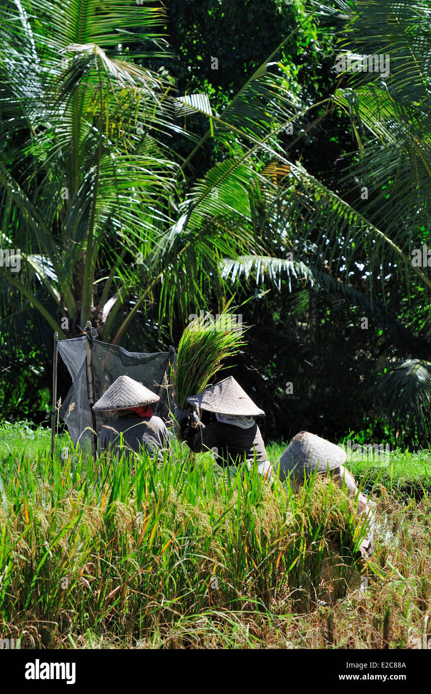 Work in bali hi-res stock photography and images - Alamy