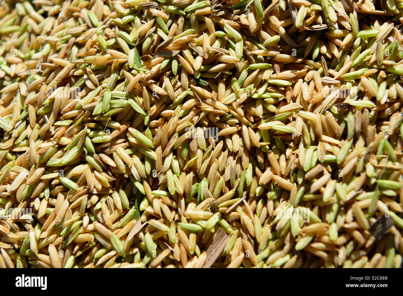 Rice ubud hi-res stock photography and images - Alamy