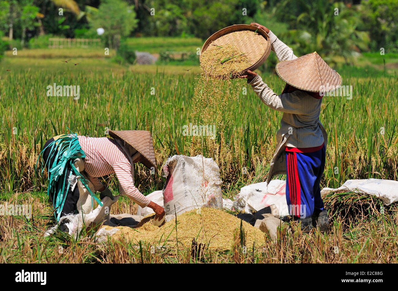 Work in bali hi-res stock photography and images - Alamy