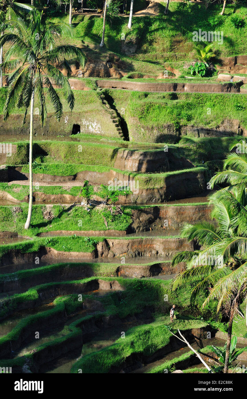 Indonesia, Bali, around Ubud, terrace ricefields of Pujung and Subak ...