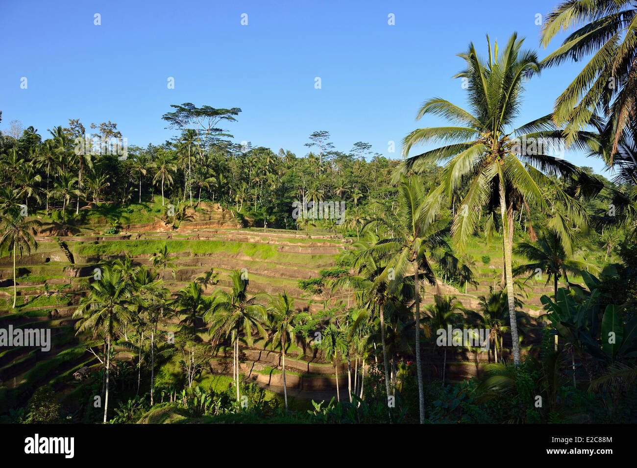 Indonesia, Bali, around Ubud, terrace ricefields of Pujung and Subak ...