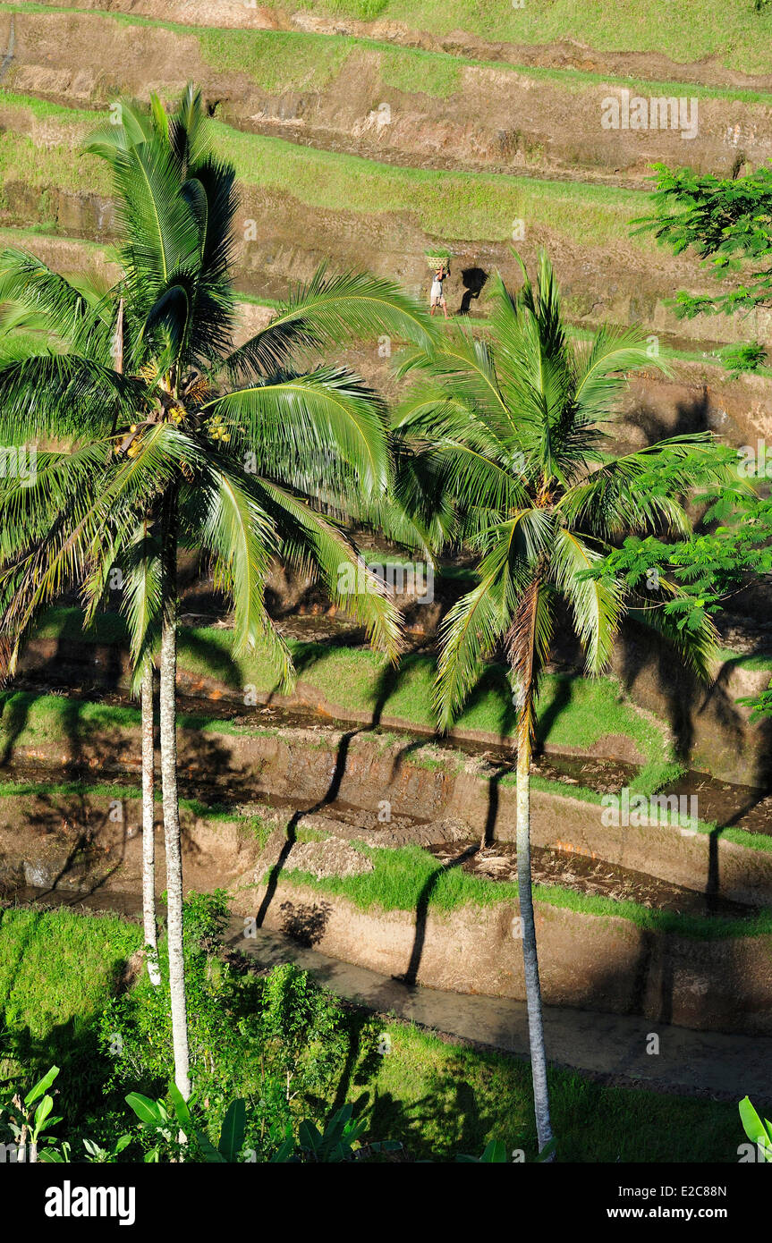 Indonesia, Bali, around Ubud, terrace ricefields of Pujung and Subak ...