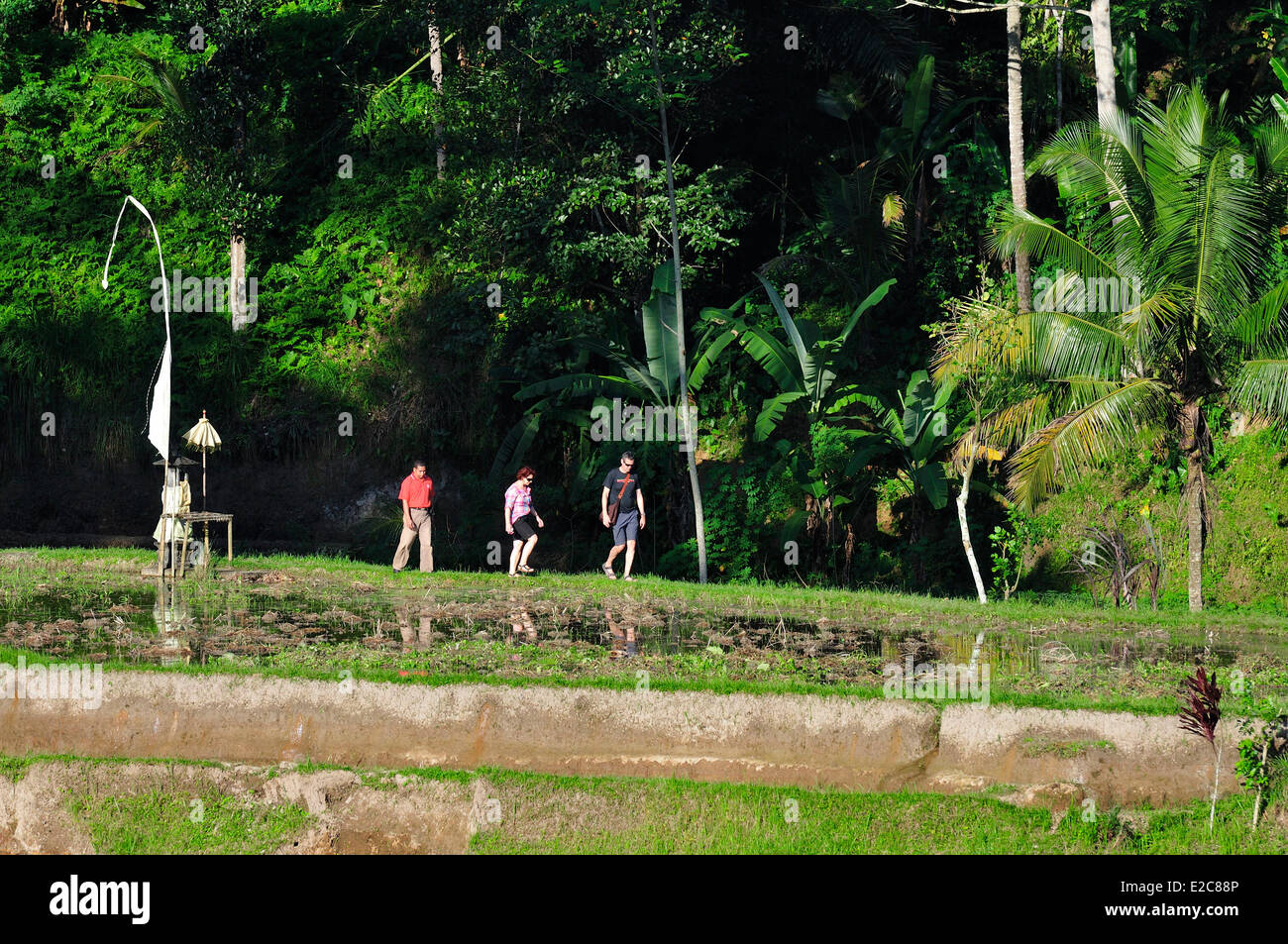 Indonesia, Bali, around Ubud, terrace ricefields of Pujung and Subak ...