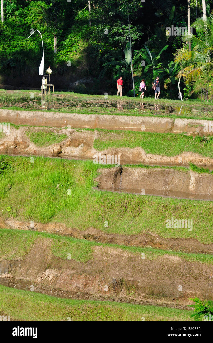 Indonesia, Bali, around Ubud, terrace ricefields of Pujung and Subak ...